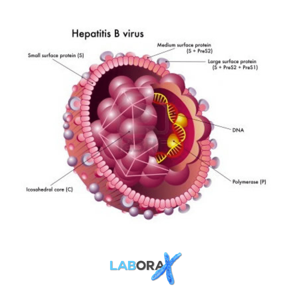Pemeriksaan Antigen Hepatitis B HBsAg LaboraX VAXCORP INDONESIA Pemeriksaan Antigen Hepatitis B HBsAg LaboraX VAXCORP INDONESIA